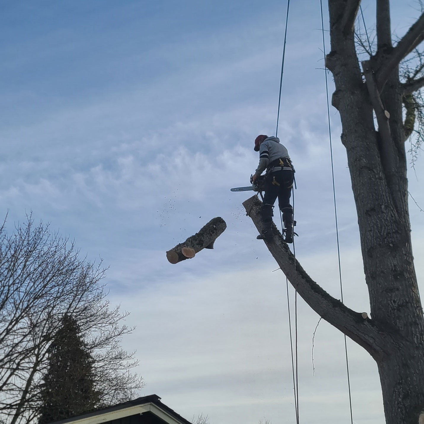 About Us - Limback Tree Services